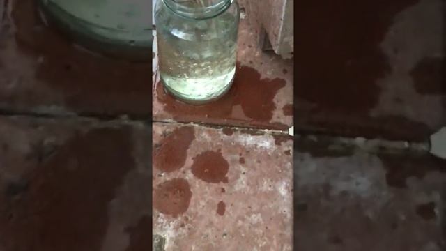 Септик Спарта