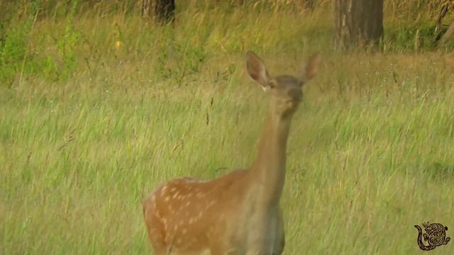 Благородные олени. Лето.