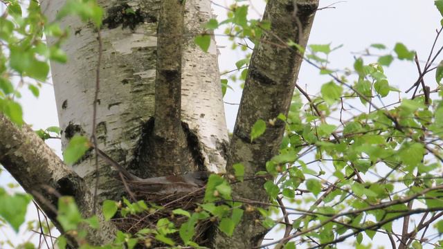 Самка дрозда на гнезде, репортаж- #2, 28 апреля 2024, Крылатское