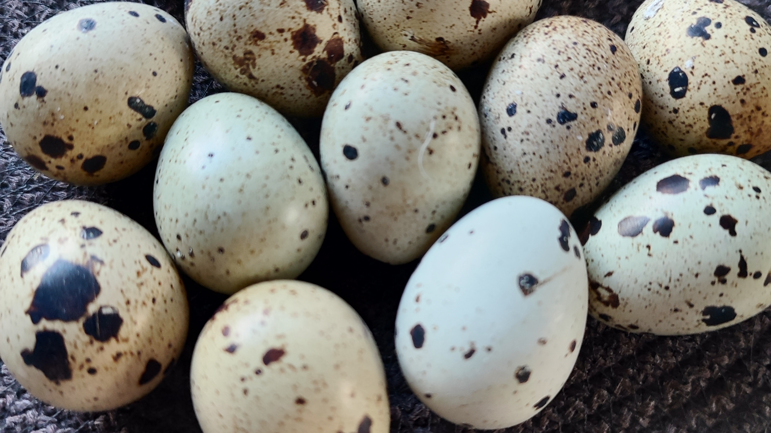 Куры и перепела! Полно дел у нас всегда ✌ Купили казан, инкубируем перепелов