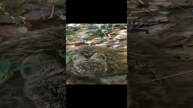 В тайге тоже есть дети!!!