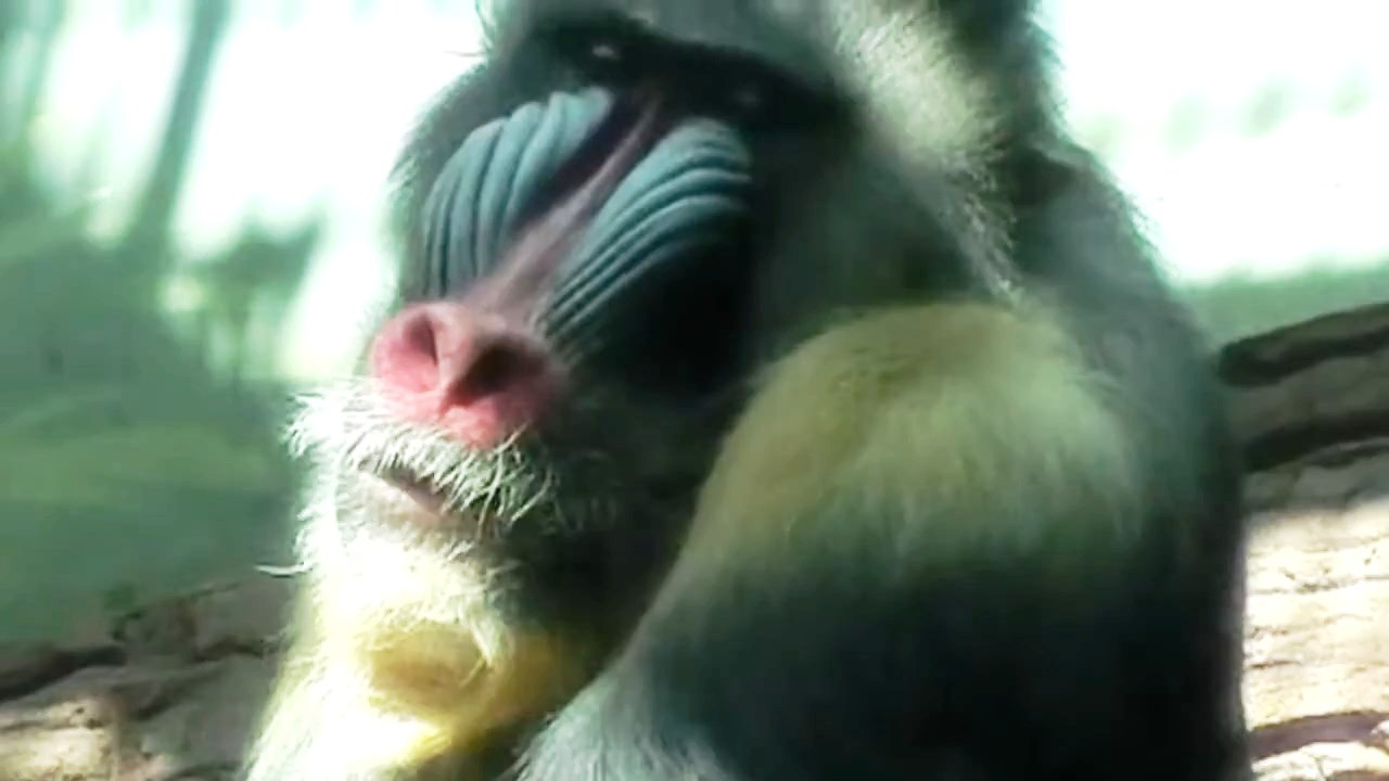 Обезьяны Круг Жизни-Monkeys Circle of Life