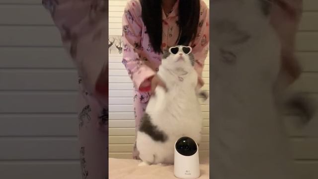 Котёнок 2023, танцы, часть №2, #shorts