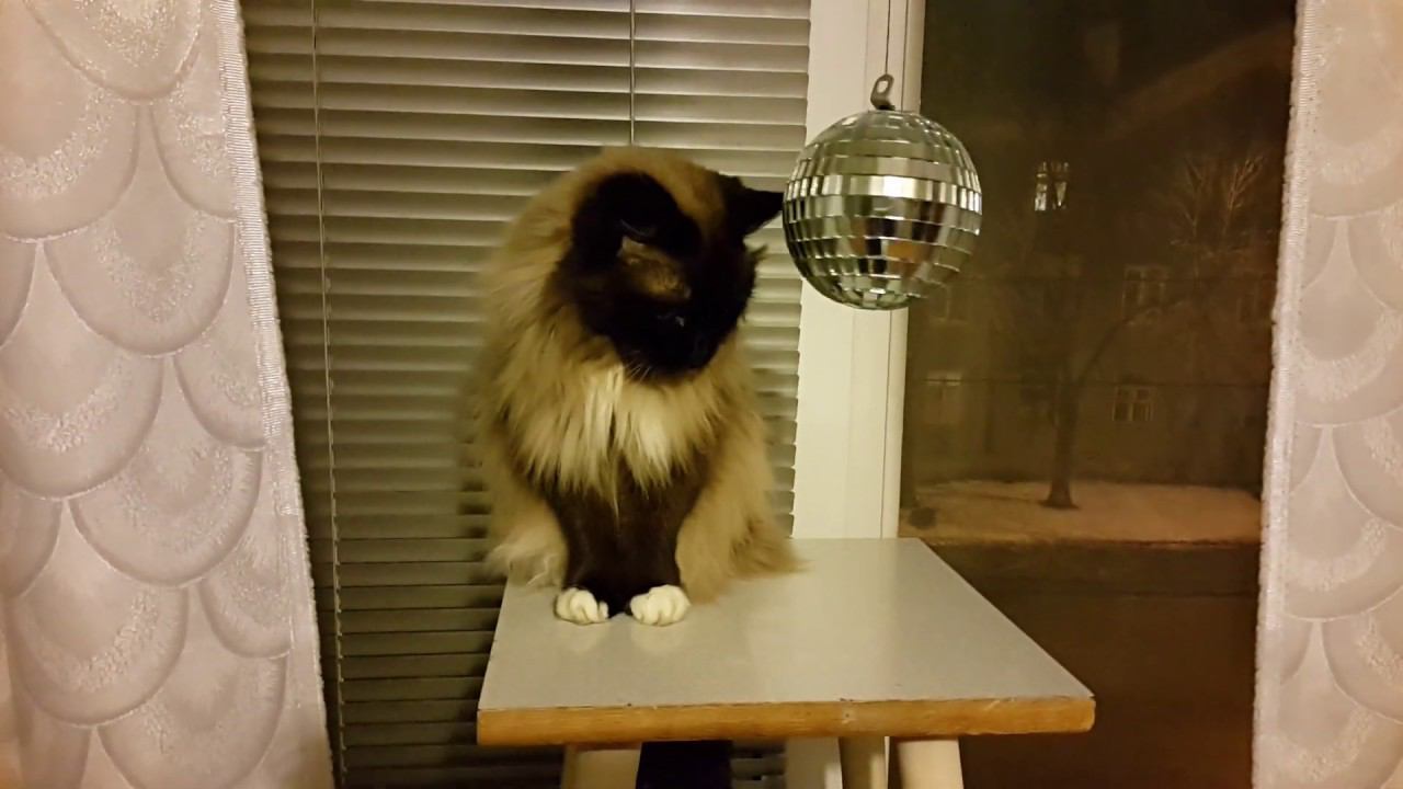 Аська и зеркальный шарик.