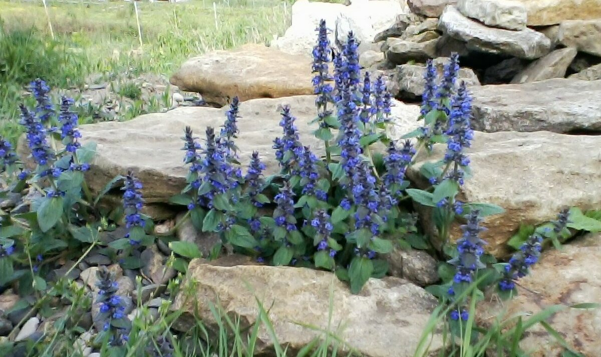 Живучка РЕЛАКС ТЕРАПИЯ ИМПРОВИЗАЦИЯ композитор Виктор Анохин #музыка #piano #цветы #instrumental