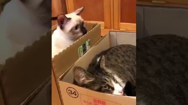 юмор.Соседи дома.