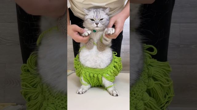 Котёнок 2023, танцы, серия № 59