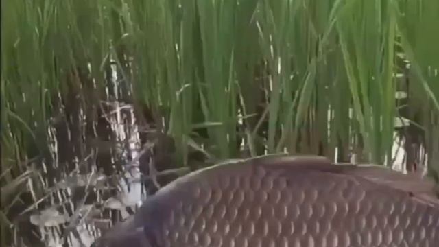 Чужой карась