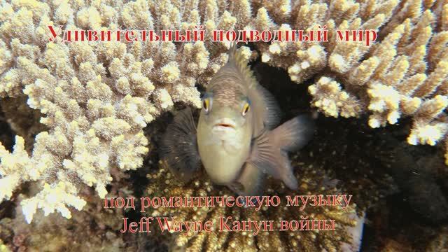 Удивительный подводный мир Померанцевая Темноватый стегастес под музыку Jeff Wayne Канун войны