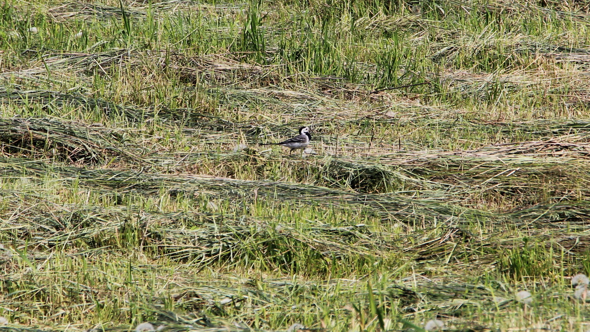 Белая трясогузка ловит жуков
