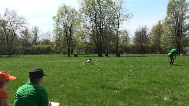 Марта и русский охотничий спаниель Шкода.mp4