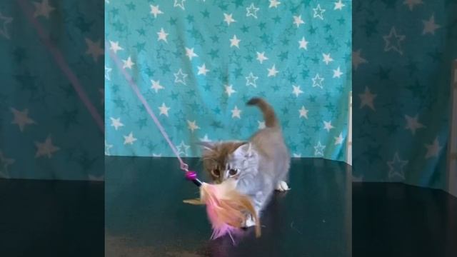 Литтер С. Калипсо.