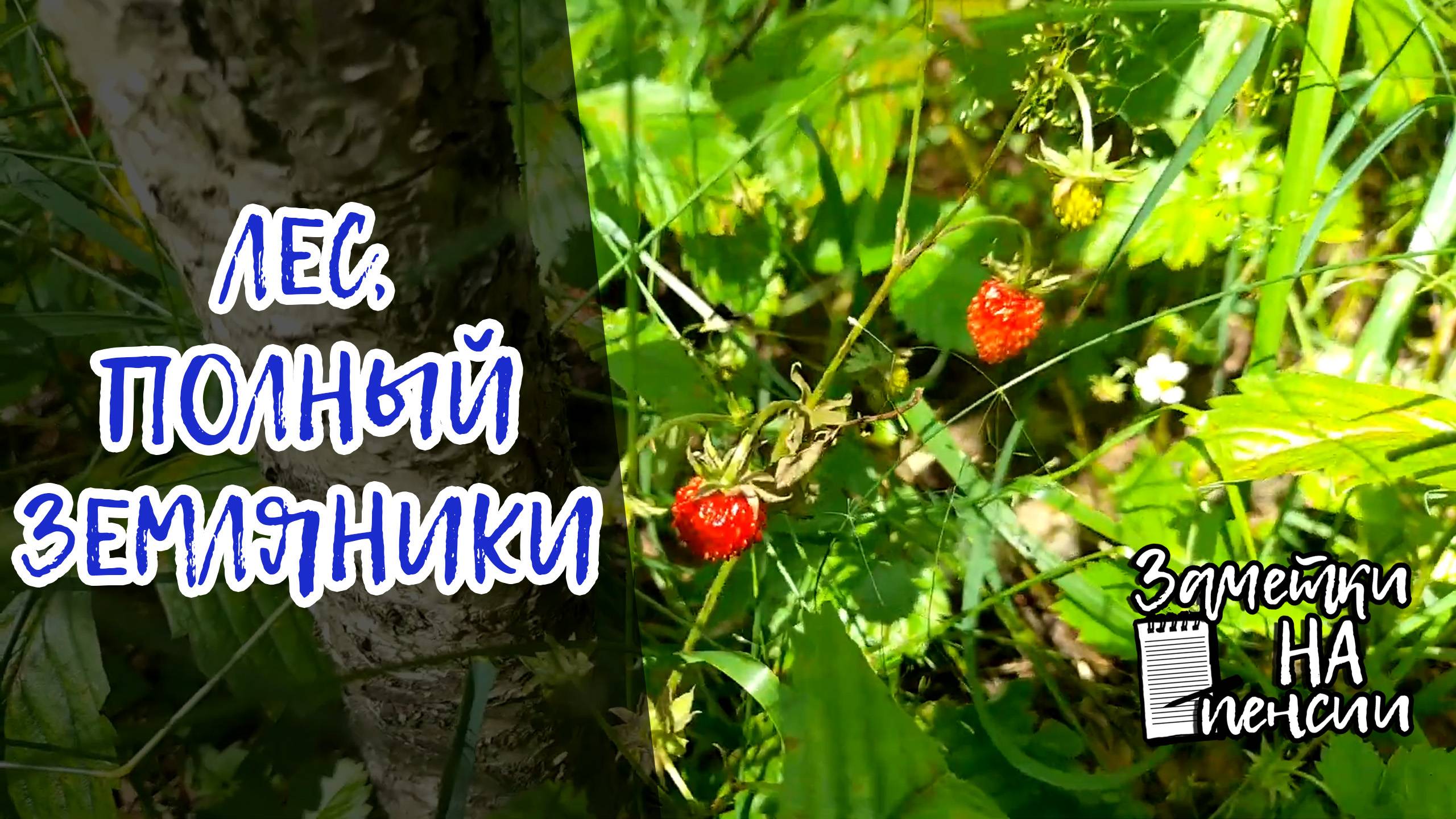 Лес, полный земляники #земляника #ягода #лесная