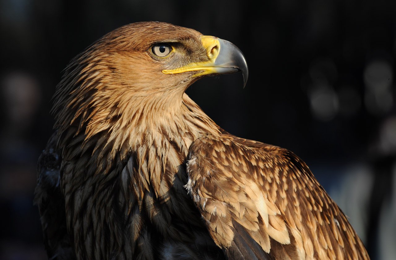 Не расстреливайте Восток!  Автор текста Елена Пашигорева, июль 2014 г. Стихи.