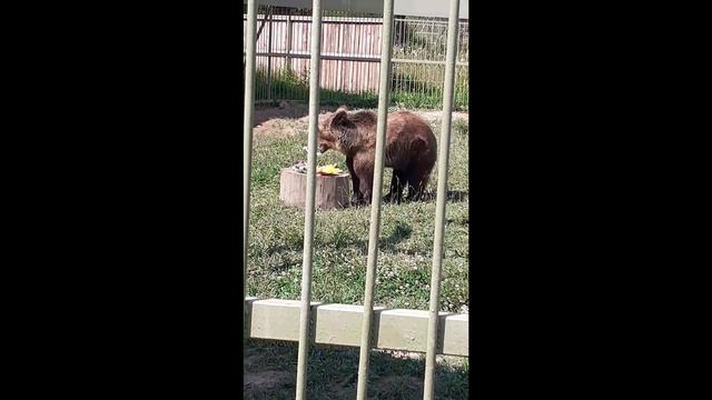 Парк львов, земля прайда.