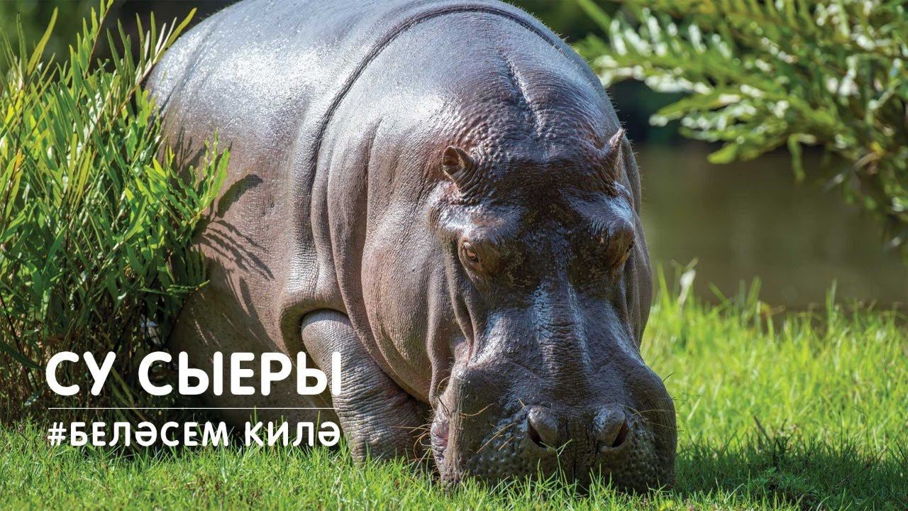 БЕЛӘСЕМ КИЛӘ: су cыеры / Африка хайваннары / Изучаем с малышами животных / Гиппопотам 0+