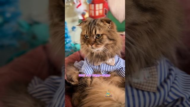 А какие вкусняшки вы любите?? #котики #юмор #животные