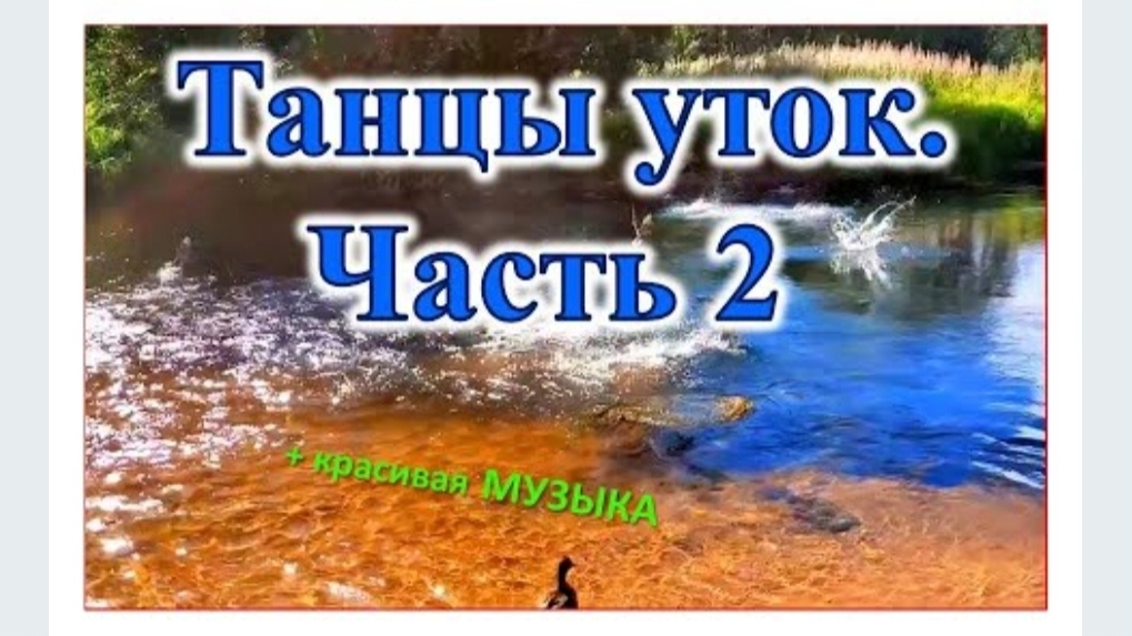 ТАНЦЫ УТОК. Часть 2. Миркушова Александра