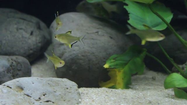 Hyphessobrycon pulchripinnis .mp4
