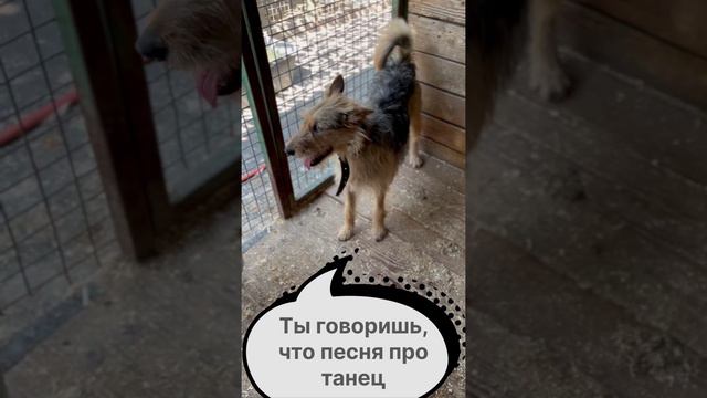 Шикарный Шик ждёт именно тебя