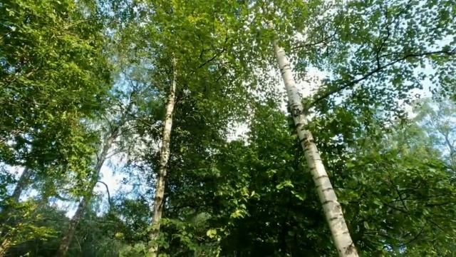 Август, август...