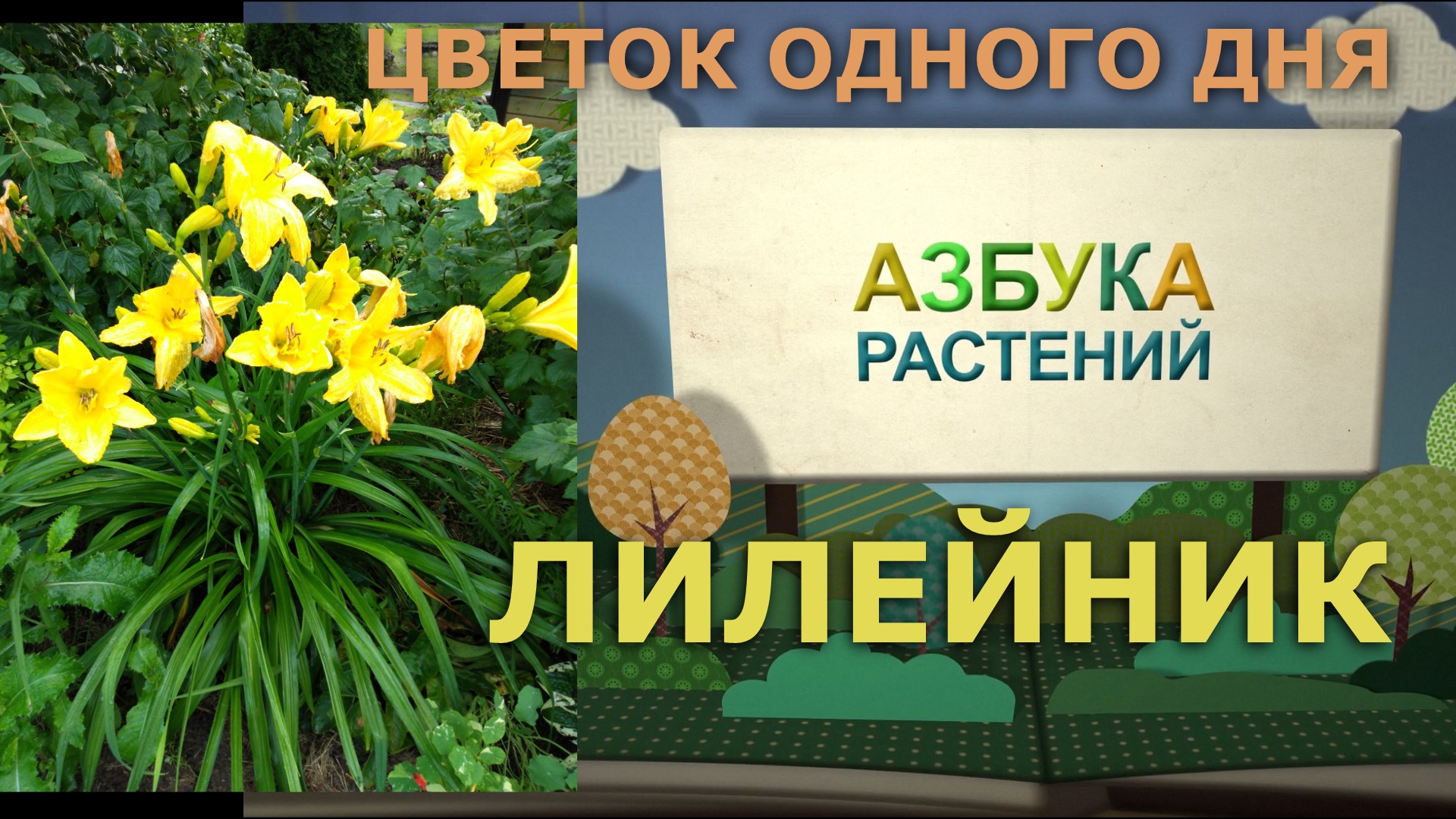 Лилейник для сада.mp4