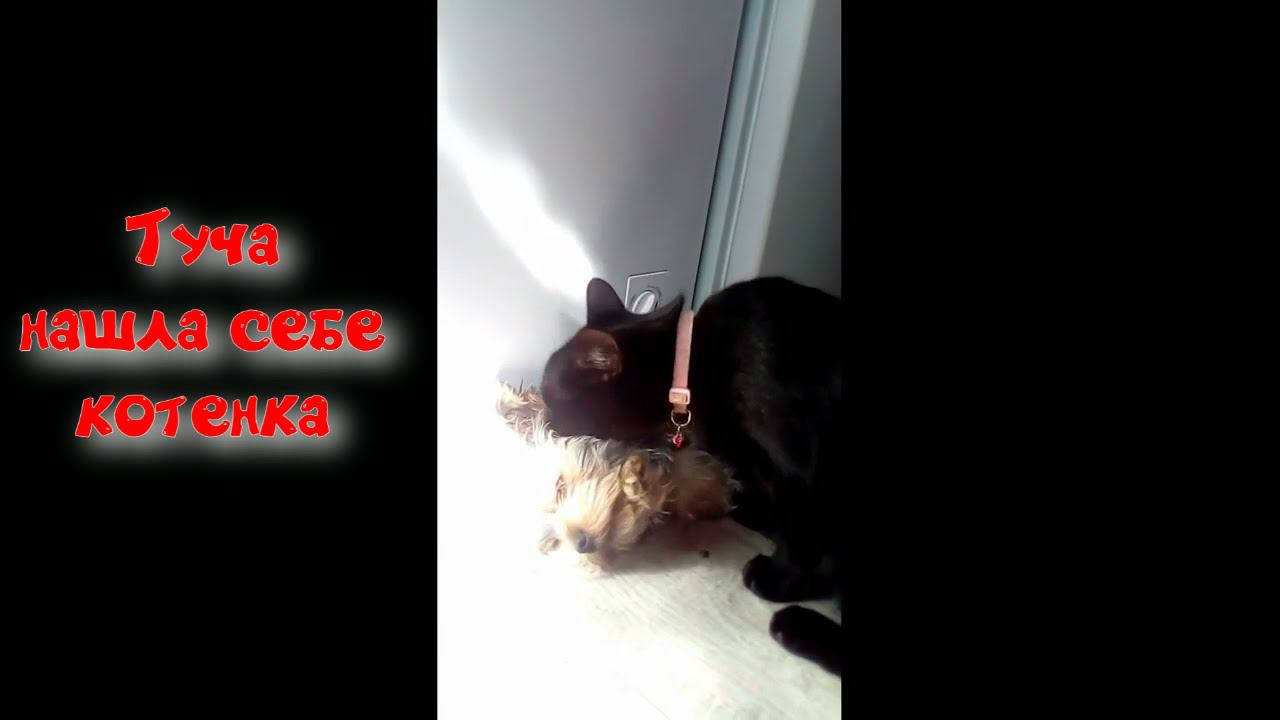 Заботливая кошка#shorts