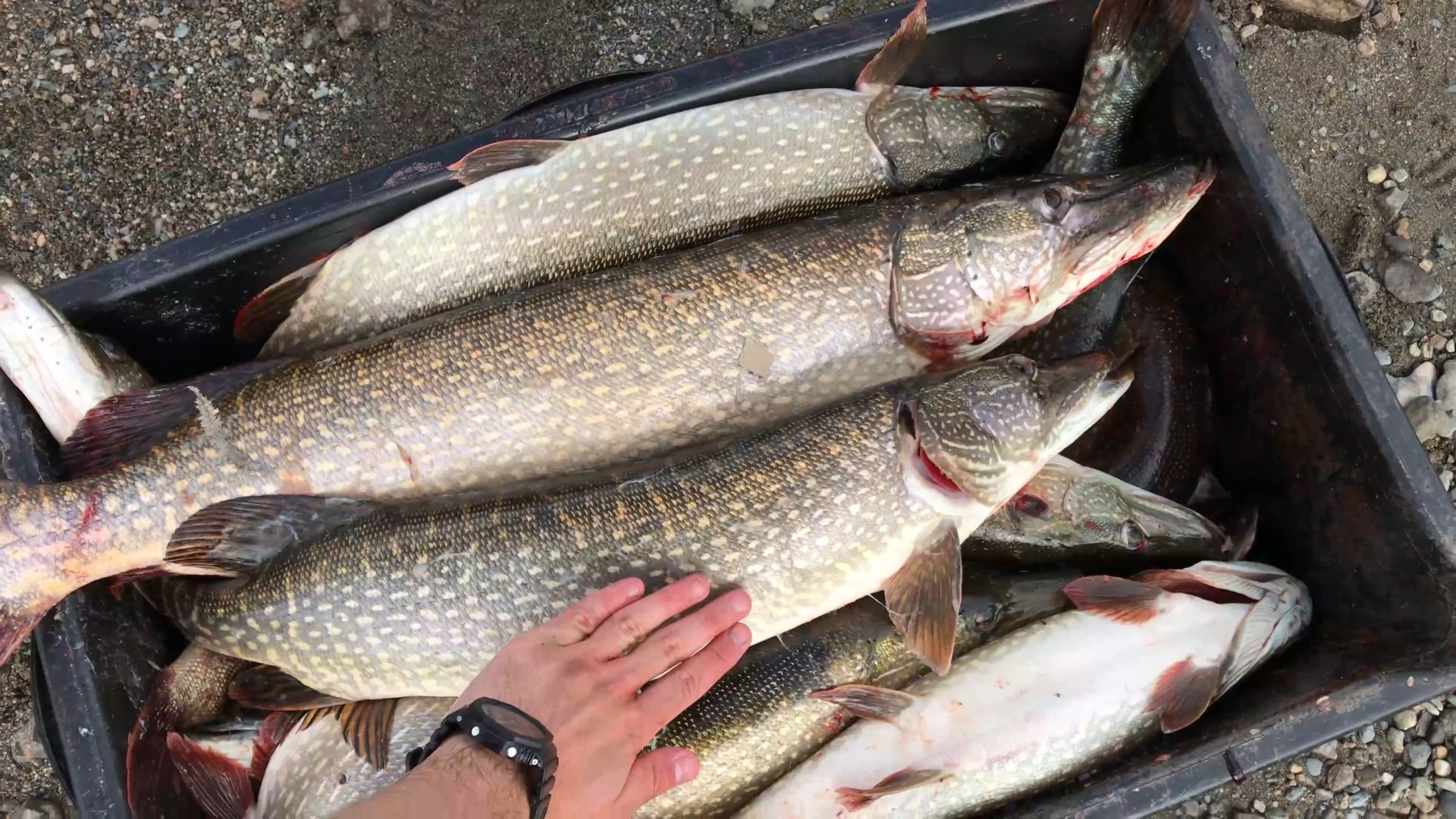 ОГРОМНАЯ ЩУКА
БОЛЬШОЙ УЛОВ
Рыбалка на реке Обь