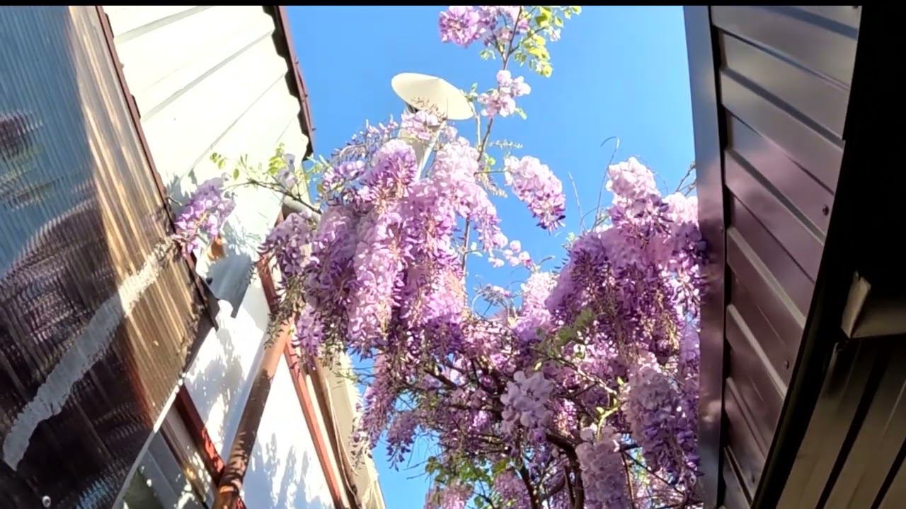 Отцветая, глициния тает....