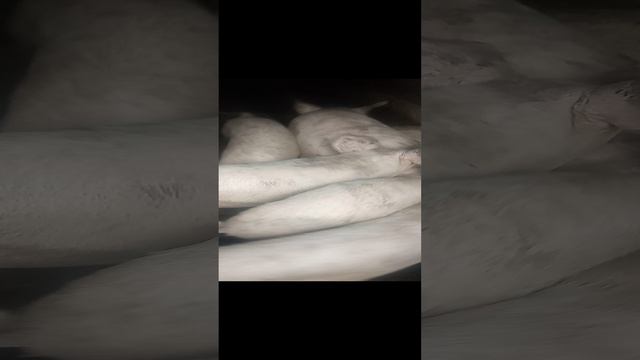 Свиноводство — прибыльный бизнес