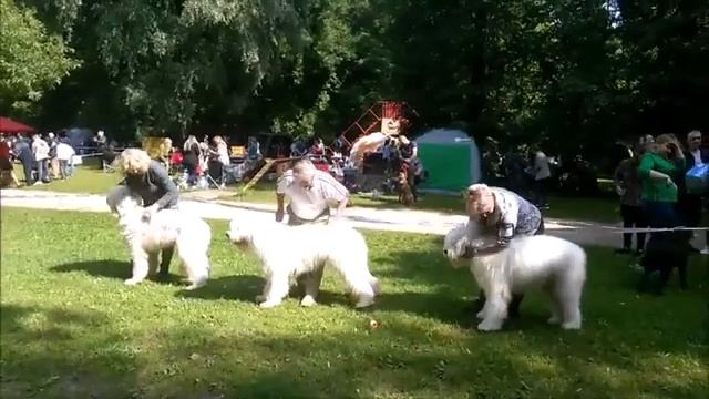 Наши домашние питомцы. Южачиная тусовка Москва 02 08 2020