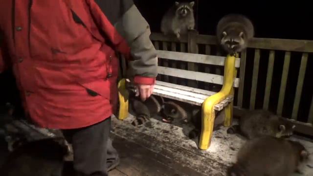 еноты_корм-еда-сного енотов