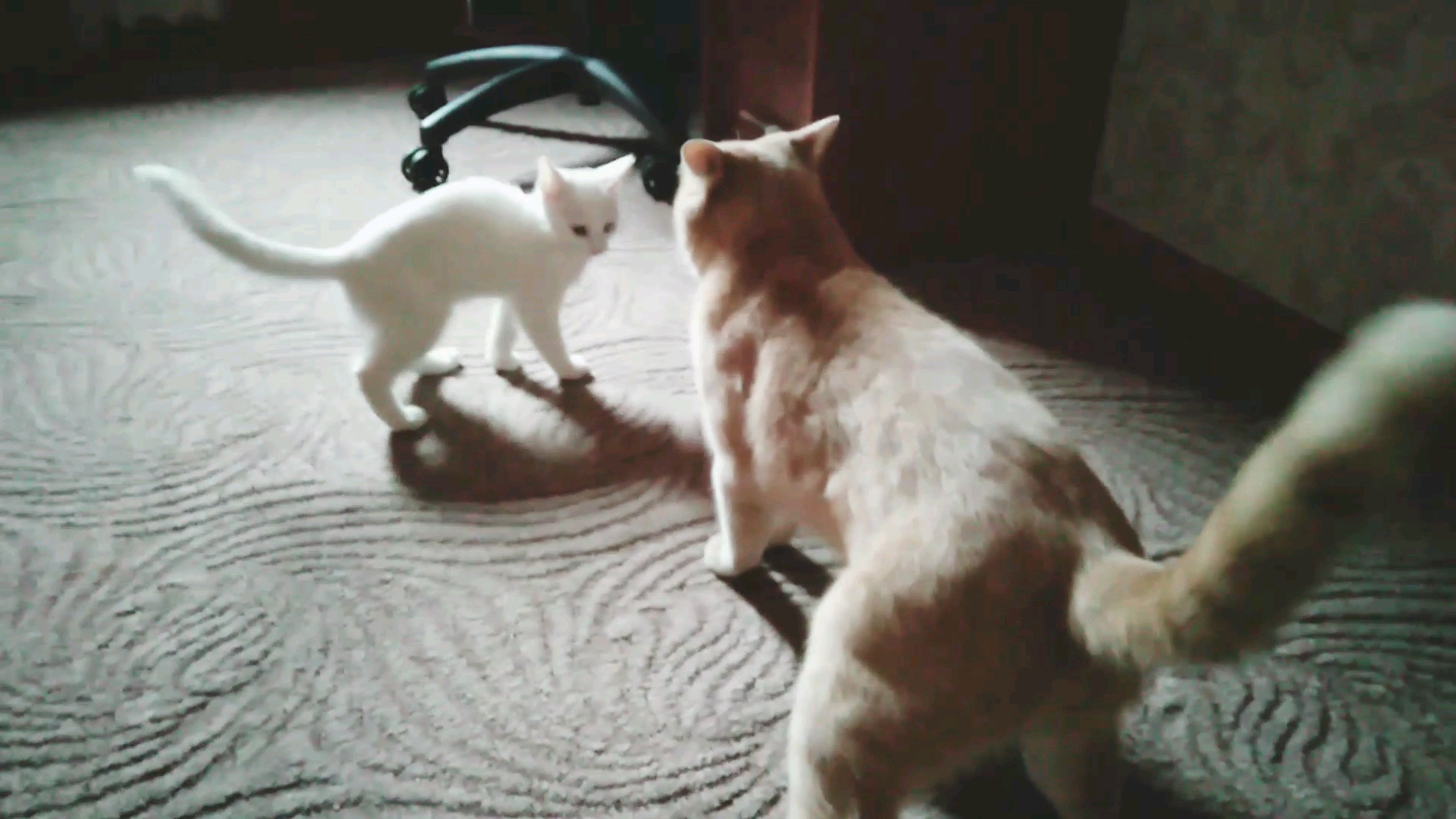 Кошка выросла теперь коту нет покоя