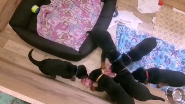 босероны X'Ardigrand O.....mp4