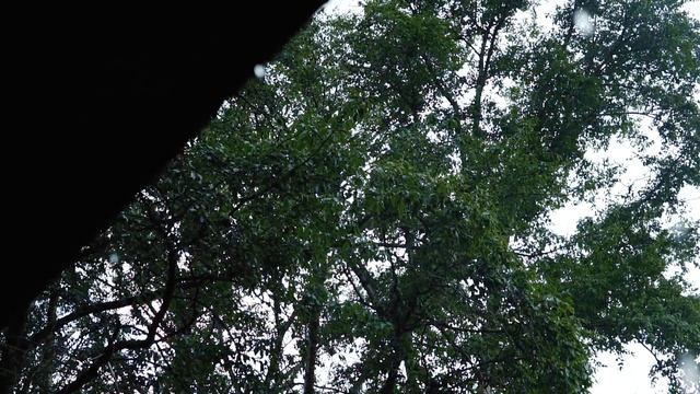 «Просто о сложном»: Тополиный пух