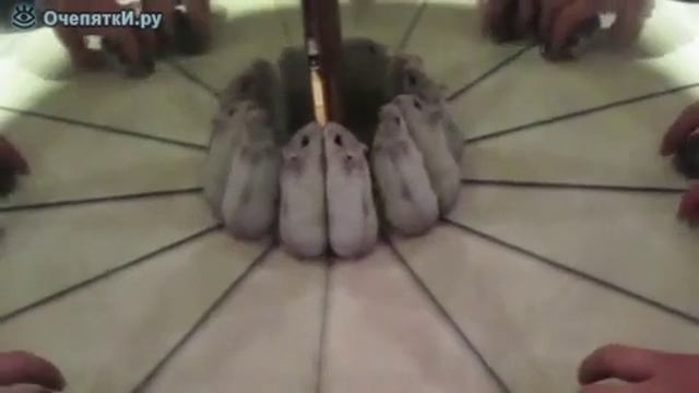 Зеркальные хомячки