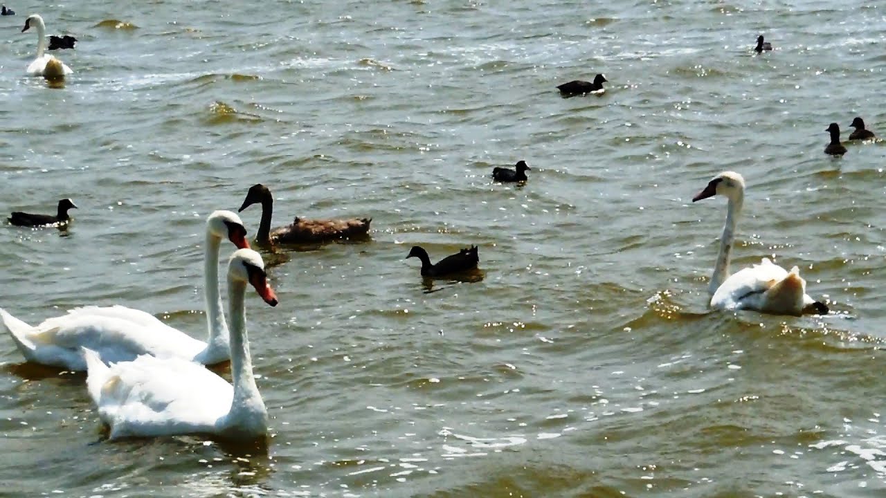 Лебединое озеро Сасык-Сиваш | Отдых в Евпатории