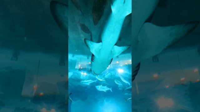 Посетил замечательный ОКЕАНАРИУМ в ВДНХ