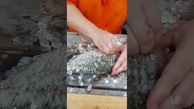 Чистка рыбы голыми руками.