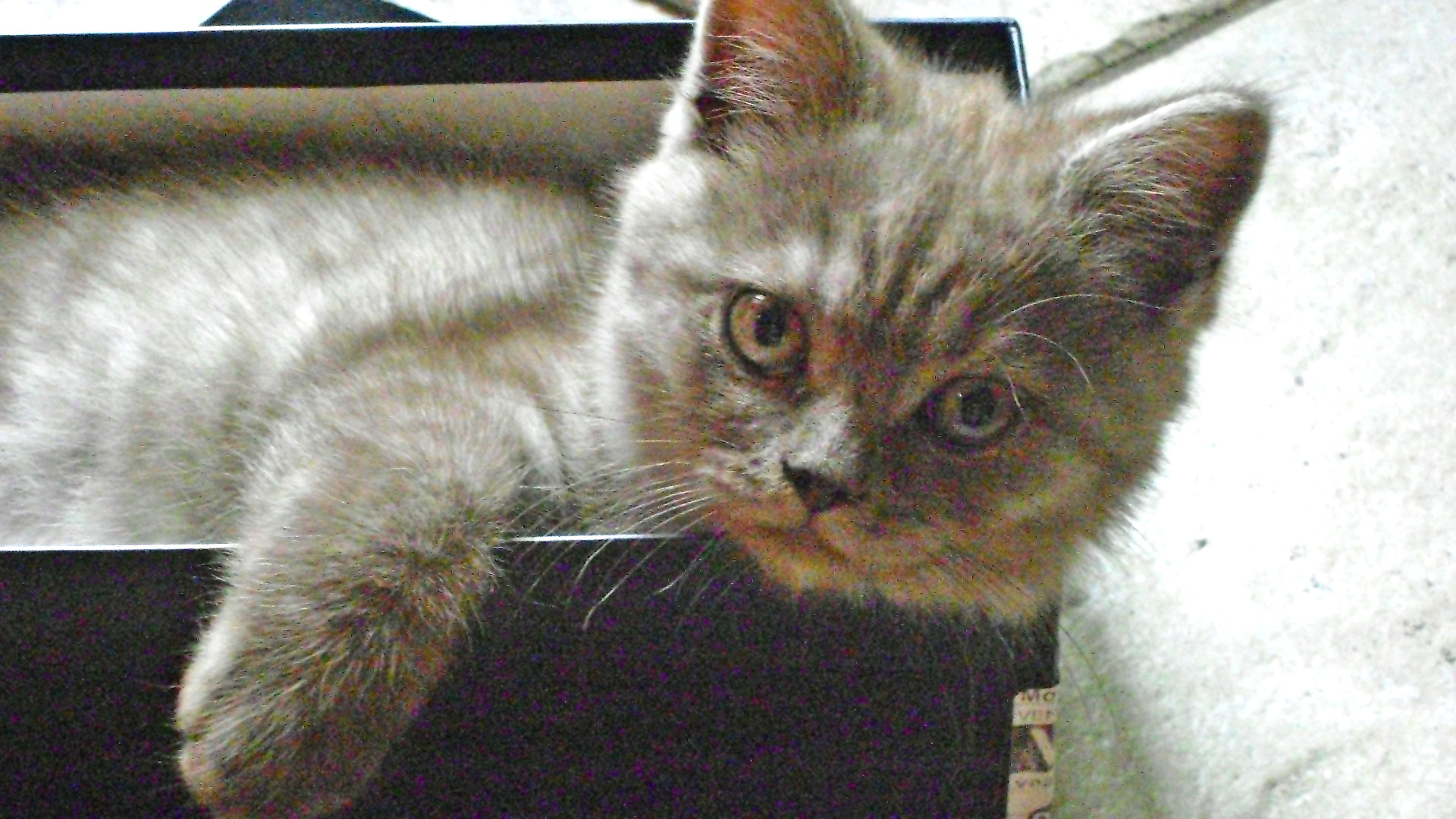 Жизнь в коробках