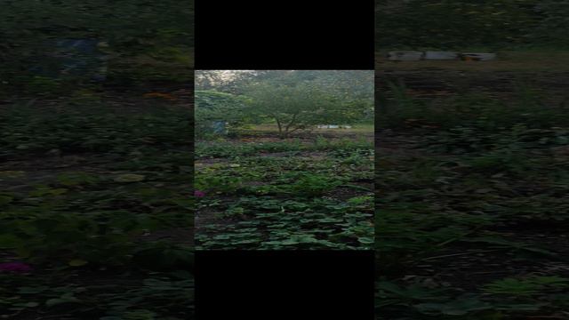 Купаты пожарили еда на столе пора кушать и отдыхать