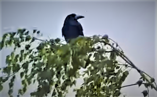 Битва чаек с воронами за территорию. Чайки VS вороньё. Крики чаек, карканье вороны, вальс крачек.