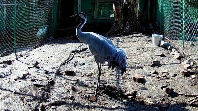 Серый журавль