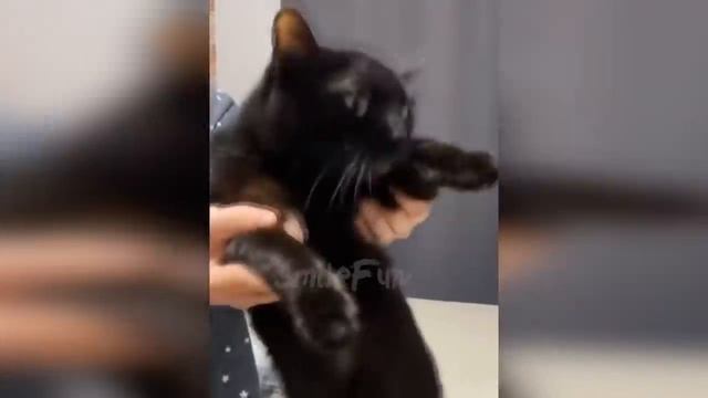 КОТЫ 2021 СМЕШНЫЕ КОШКИ И КОТЫ 2021 ПРИКОЛЫ С КОТАМИ И КОШКАМИ Funny Cats.mp4