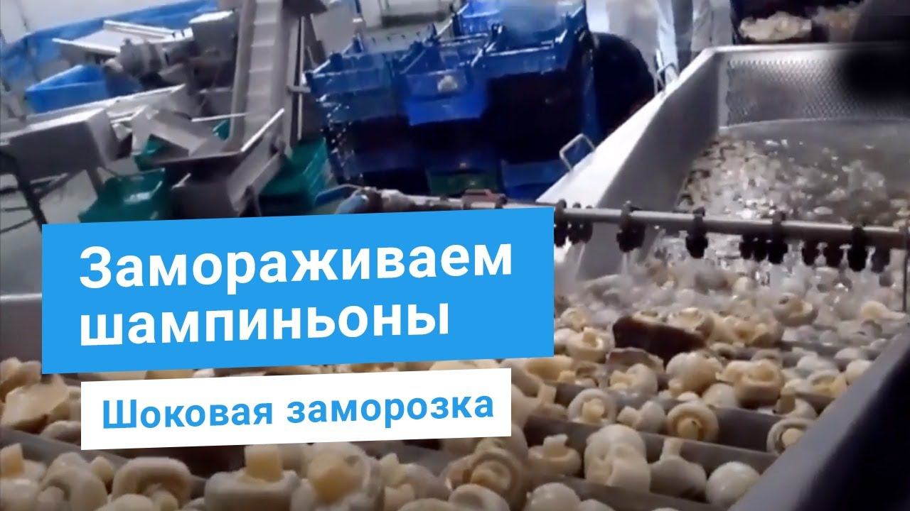 Промышленная подготовка шампиньонов к заморозке: обработка, нарезка, шоковая заморозка IQF, фасовка.