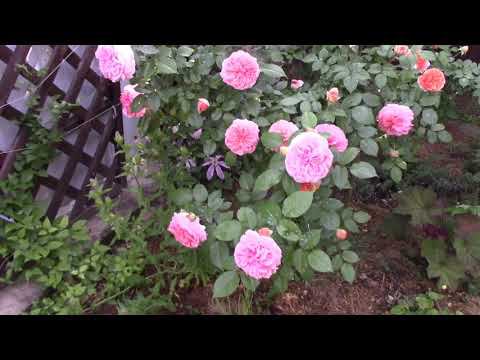 Чиппендейл, любимая роза в саду..