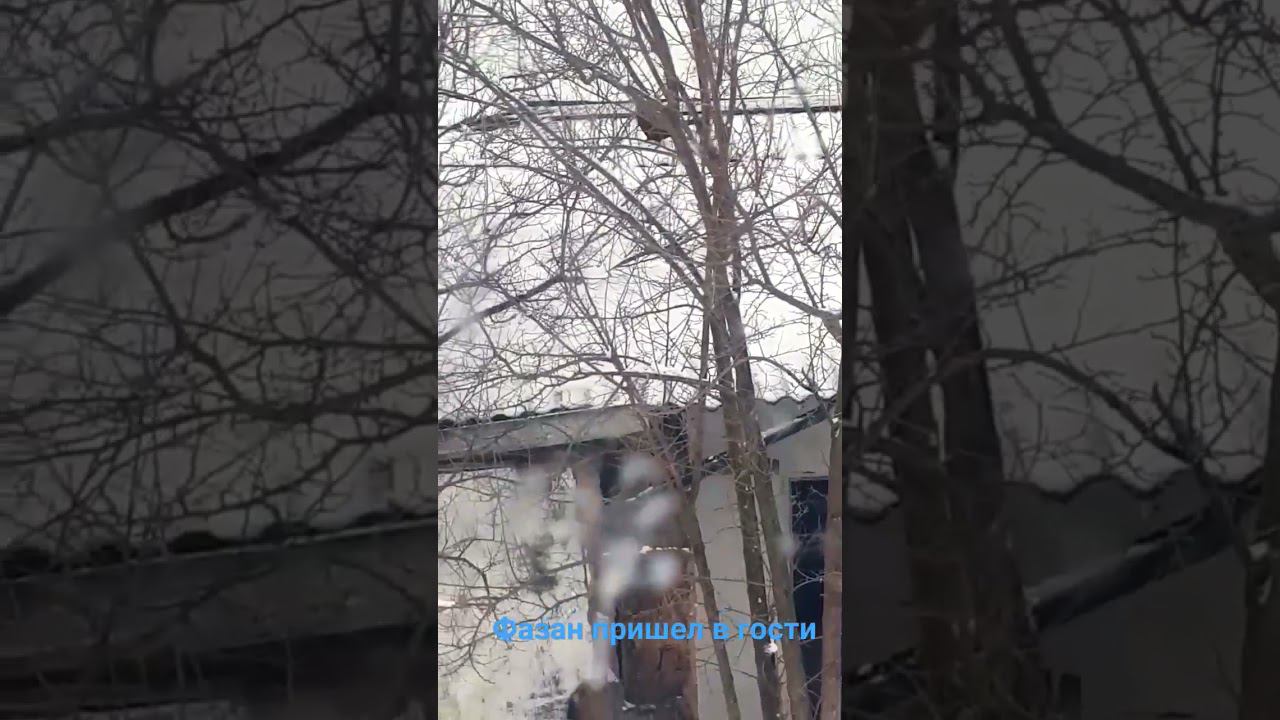 Фазан пришел в гости, 14 января 2024 г.