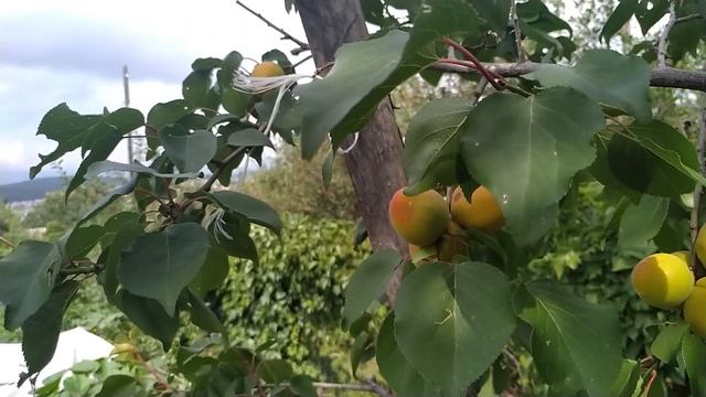 Абрикос Хабаровский. Южный Урал. 17.07.2023