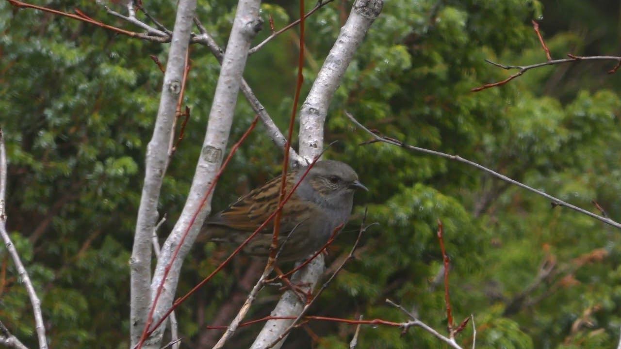 Лесная завирушка - Prunella modularis - Сивогушата завирушка