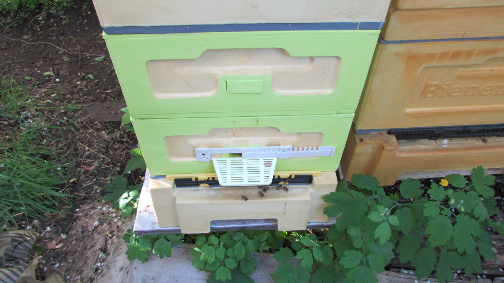 июнь на пасеке - меняю корпуса местами и добавляю 7 дадановских рамок в 8 рамочном улье BienenHaus
